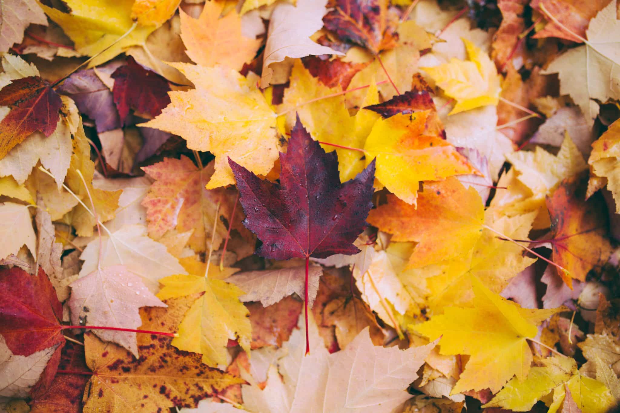 25 Perfect Fall School Spirit Student Council Ideas